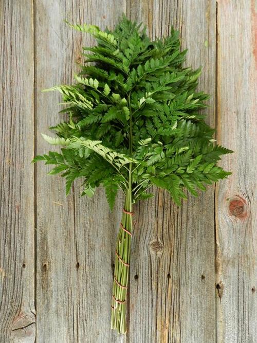 Wholesale Leatherleaf Greens Delivered Online | FlowerFarm