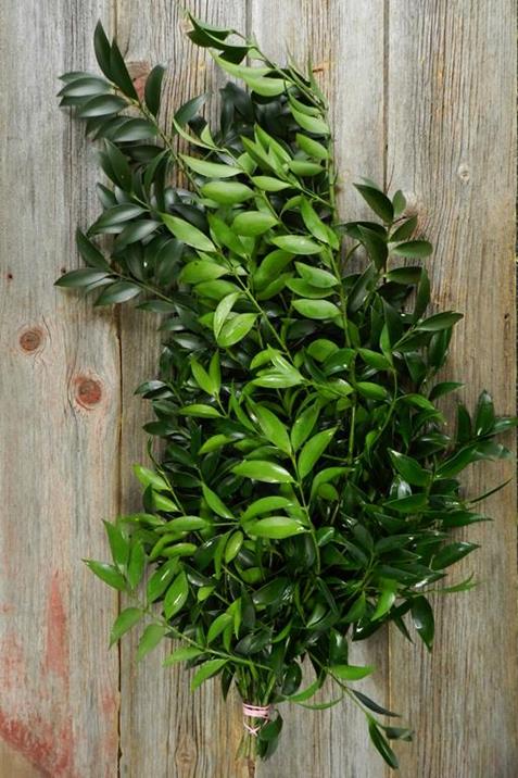 Wholesale Nagi Greens Delivered Online | FlowerFarm