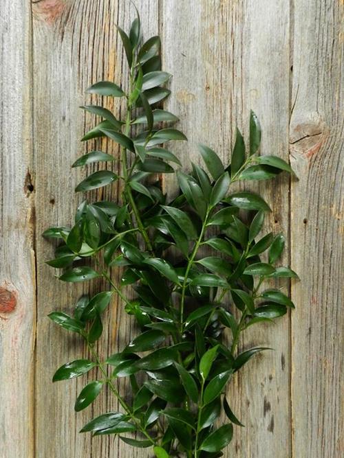 Wholesale Nagi Greens Delivered Online | FlowerFarm