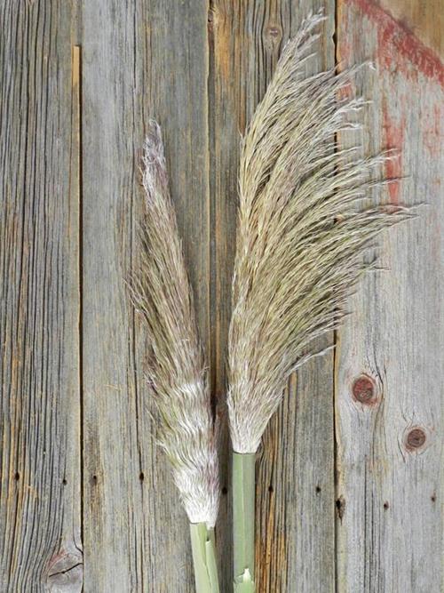 Wholesale Pampas Natural Fresh Grass Delivered Online | FlowerFarm