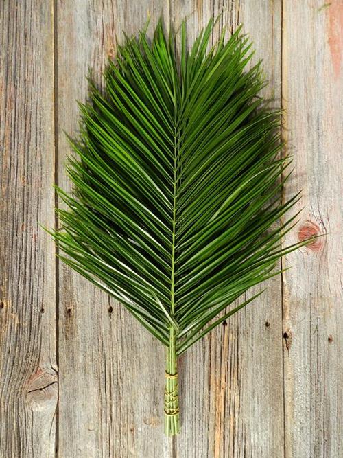 Wholesale Robellini Palm Greens Delivered Online | FlowerFarm