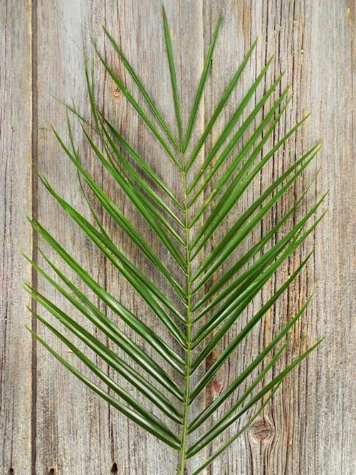 Wholesale Robellini Palm Greens Delivered Online | FlowerFarm