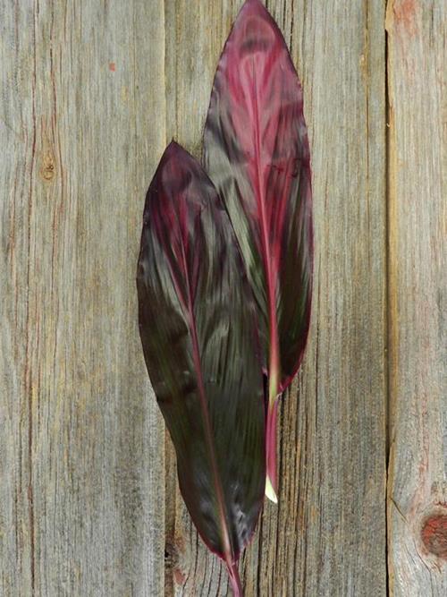 Wholesale Ti Leaves Red Xerox Delivered Online | FlowerFarm
