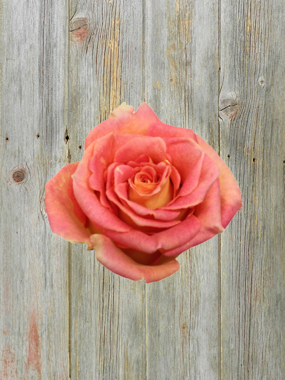 Wholesale Grandiose Bicolor Yellow And Red Garden Rose Delivered Online ...