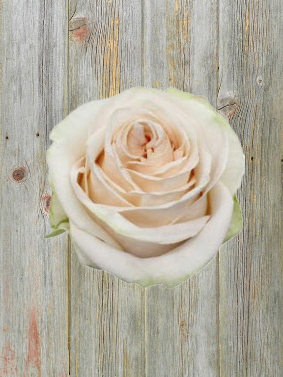 Wholesale Roses Delivery Online | FlowerFarm