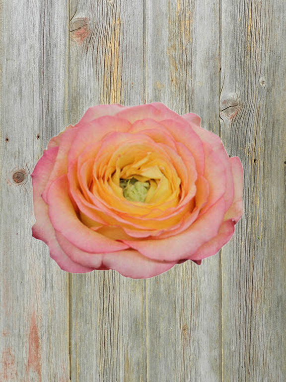 Wholesale Houdini Bicolor Yellow And Red Garden Rose Delivered Online ...