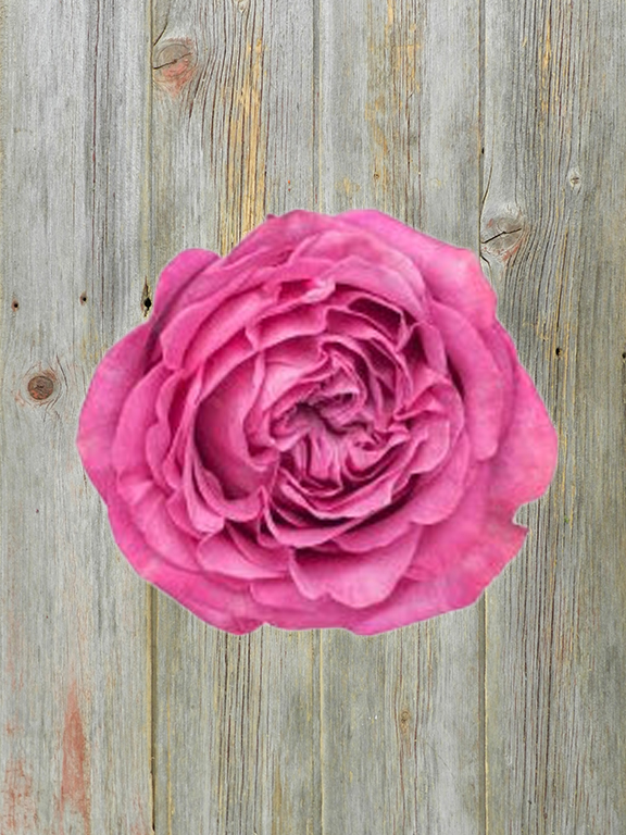 Wholesale Ahmaze Lavender Garden Rose Delivered Online | FlowerFarm