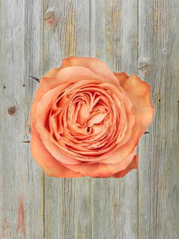 Wholesale Ahmaze Orange Garden Rose Delivered Online | FlowerFarm