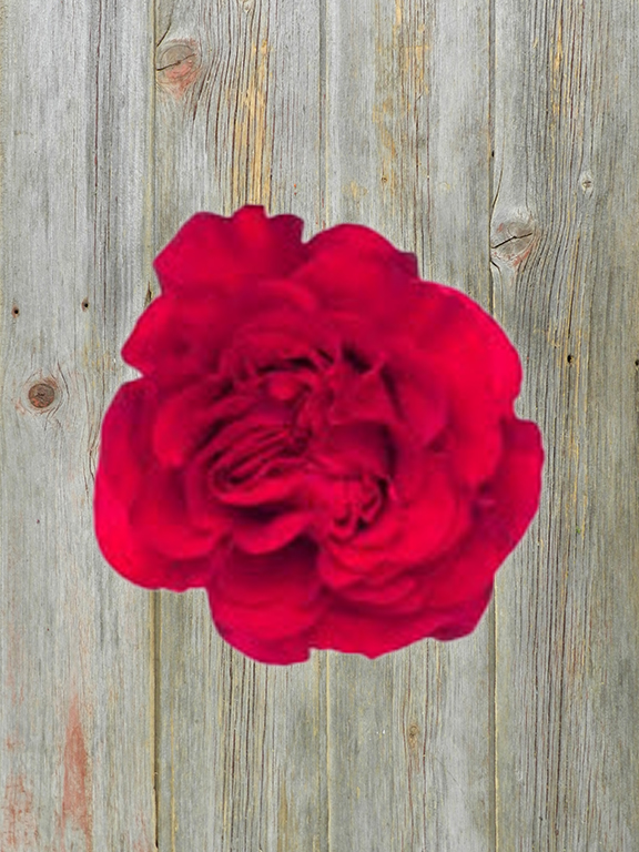 Wholesale Roses Delivery Online | FlowerFarm