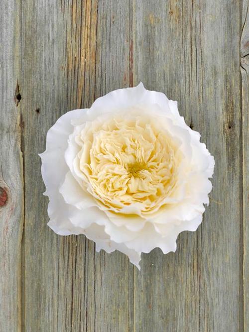 Wholesale Patience David Austin White Garden Roses Delivered Online ...