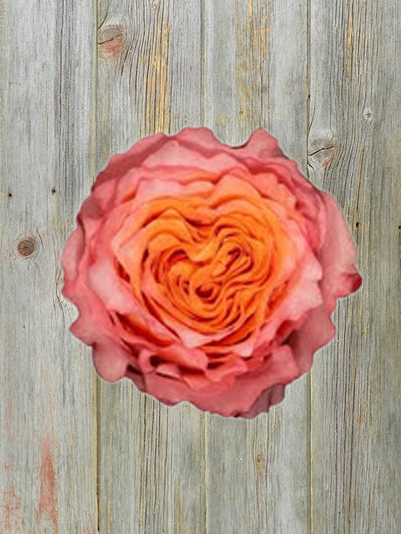 Wholesale Free Spirit Orange Garden Rose Delivered Online | FlowerFarm