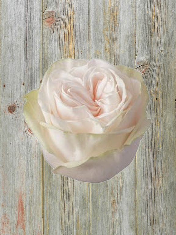 Wholesale Garden Spirit Peach W/Green Outer Petals Garden Roses ...