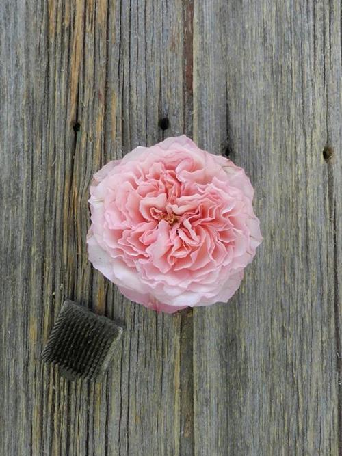 Wholesale Mayra Pink Garden Rose Delivered Online | FlowerFarm