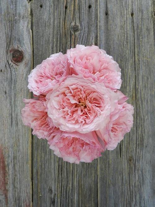 Wholesale Mayra Pink Garden Rose Delivered Online | FlowerFarm