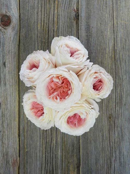 Wholesale Mayra`S Bridal Pink Light Pink Garden Rose Delivered Online ...