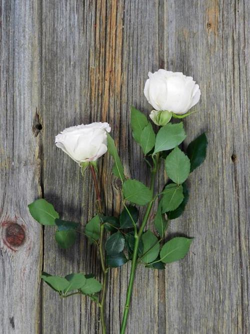 Wholesale Mayra`S Bridal Pink Light Pink Garden Rose Delivered Online ...