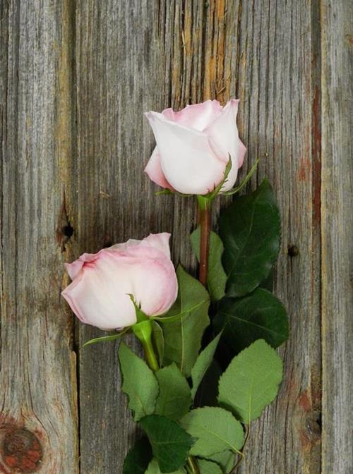 Wholesale Pink O`Hara Light Pik Garden Roses Delivered Online | FlowerFarm
