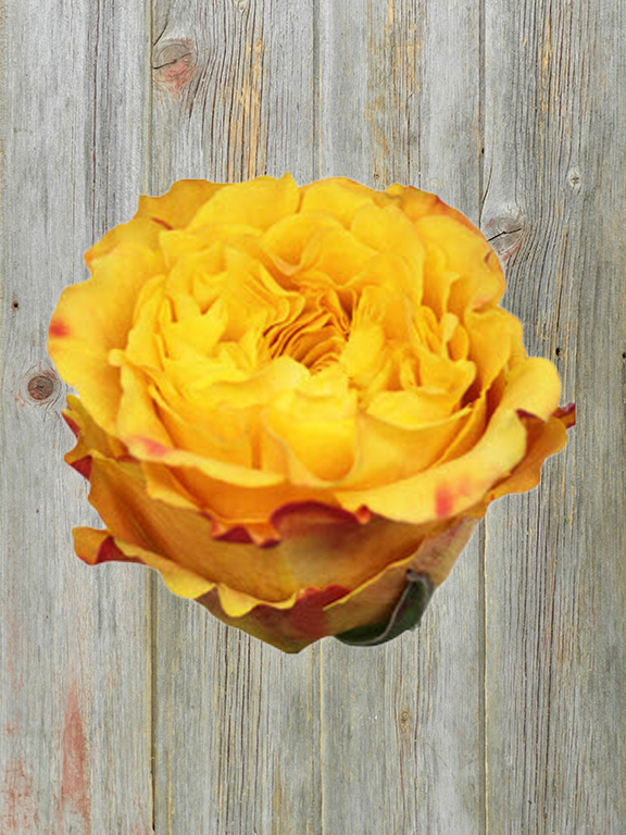 Wholesale Orange Reeva Orange Garden Rose Delivered Online | FlowerFarm