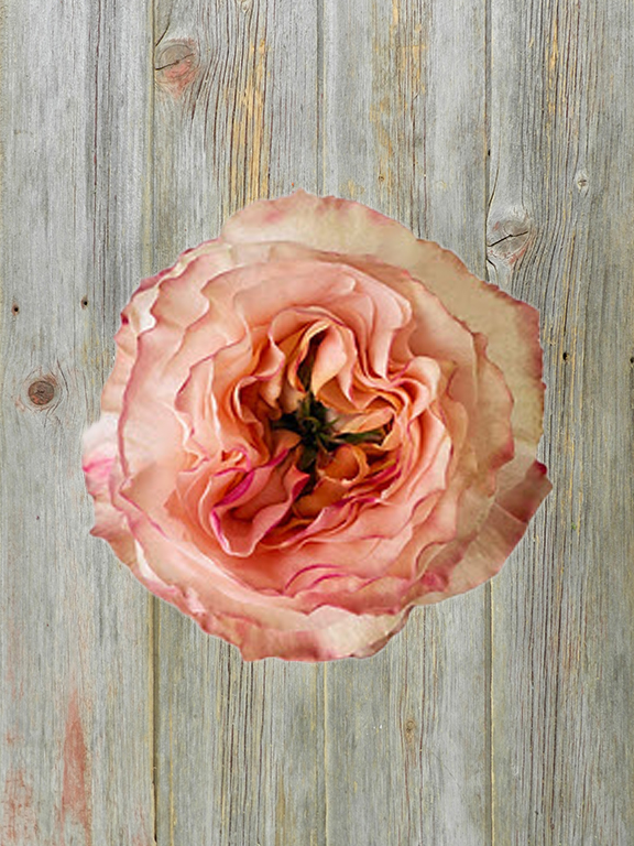 Wholesale Princess Crown Peach Garden Rose Delivered Online | FlowerFarm