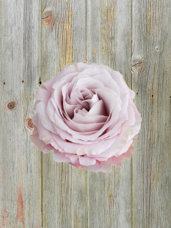 Wholesale Sweet 4 Love Light Pink Garden Rose Delivered Online | FlowerFarm