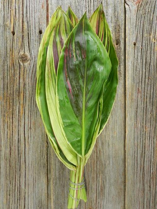 Wholesale Ti Leaves Rainbow Greens Delivered Online | FlowerFarm