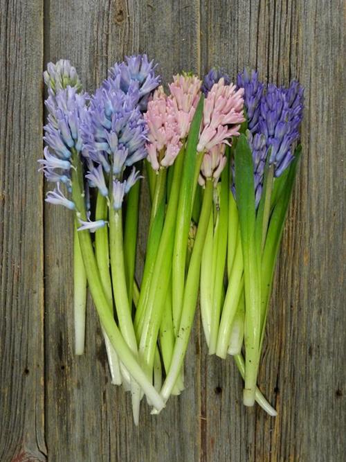 Wholesale Assorted Hyacinth Delivered Online | FlowerFarm