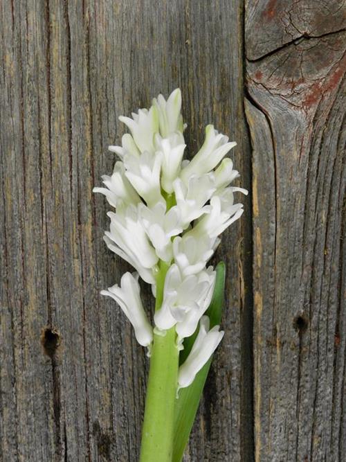 Wholesale White Hyacinth Delivered Online | FlowerFarm
