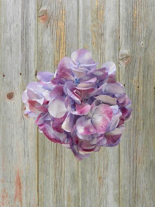 Wholesale Big Petal Red-Blue Bicolor Hydrangeas Delivered Online ...