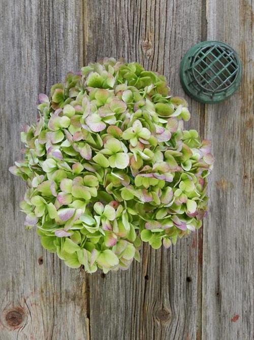 Wholesale Hydrangeas in Bulk | FlowerFarm - Fresh Cut Hydrangeas