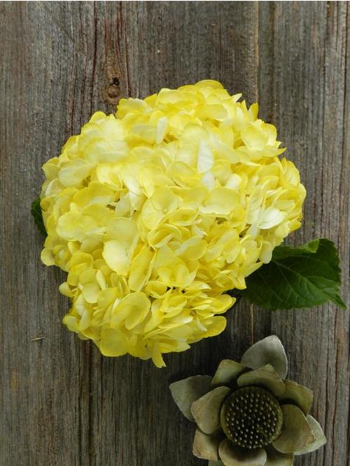 Wholesale Hydrangeas Delivery Online | FlowerFarm