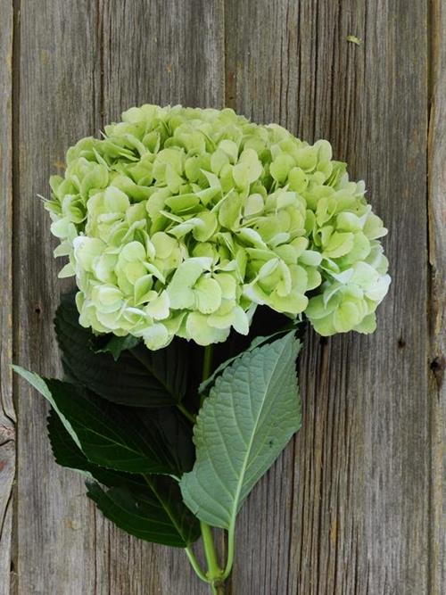 Wholesale Kiwi Light Green Hydrangeas Delivered Online | FlowerFarm