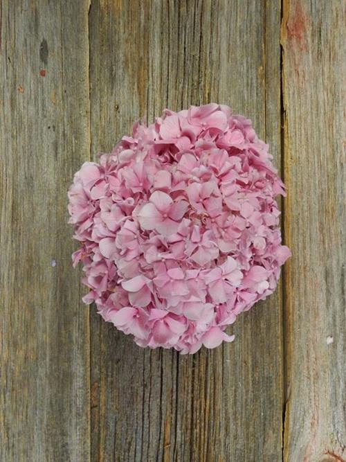Wholesale Hydrangeas in Bulk | FlowerFarm - Fresh Cut Hydrangeas