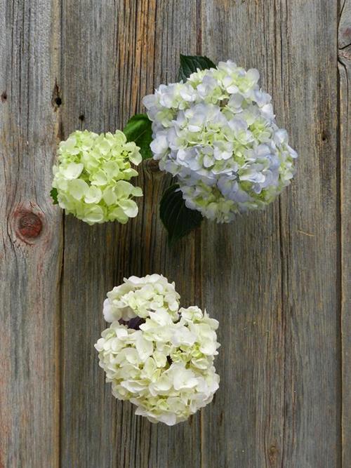 Wholesale Best Seller Hydrangea Box With 10 White, 10 Blue, & 10 Mini ...