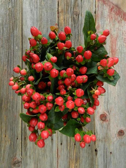 Wholesale Magical Triumph Red Hypericum Delivered Online | FlowerFarm