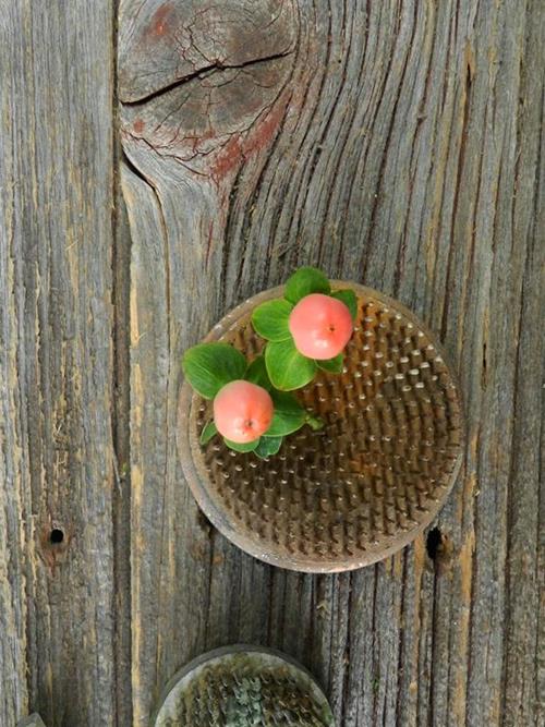 Wholesale Magical Pink Pink Hypericum Delivered Online | FlowerFarm