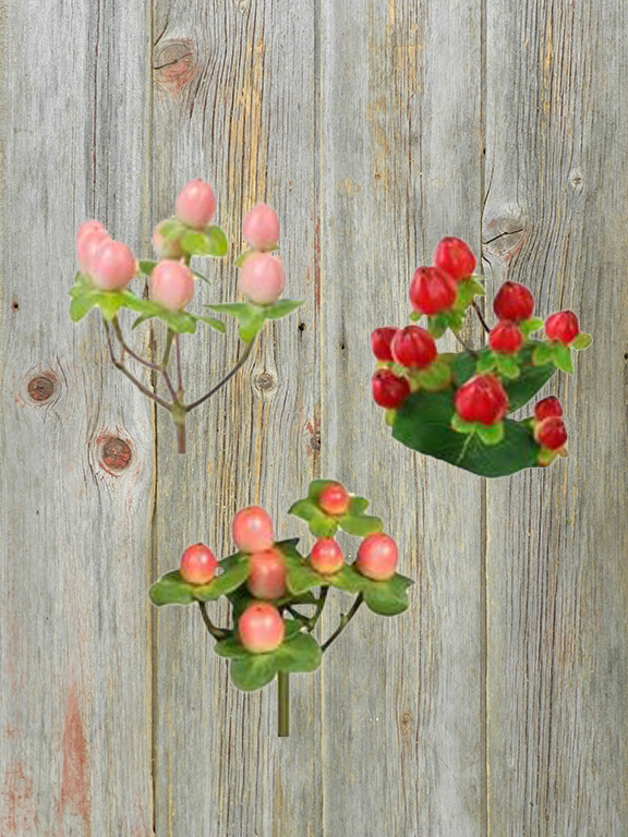 Wholesale Hypericum Assorted Peach, Pink, Red Colors Delivered Online ...