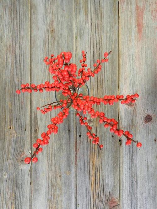 Wholesale Red Ilex Berries Delivered Online | FlowerFarm