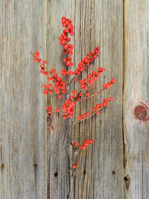 Wholesale Red Ilex Berries Delivered Online | FlowerFarm