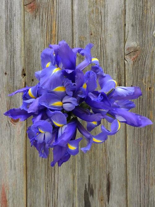 Wholesale Blue Iris Delivered Online | FlowerFarm