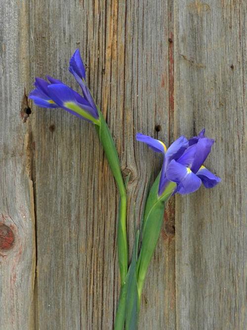 Wholesale Blue Iris Delivered Online | FlowerFarm