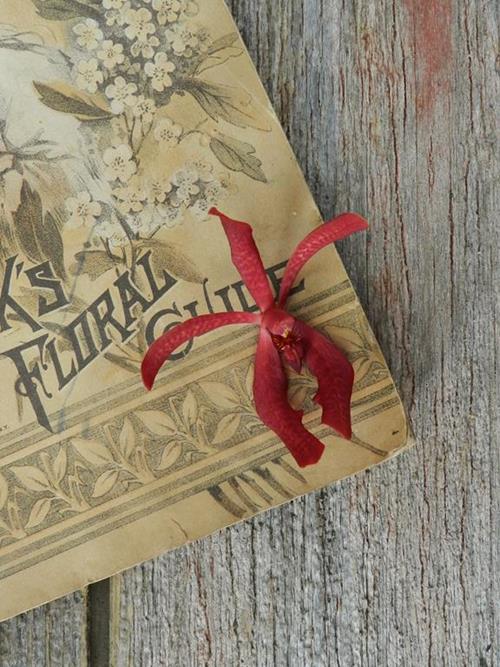 Wholesale James Story Aranthera Red Orchids Delivered Online | FlowerFarm