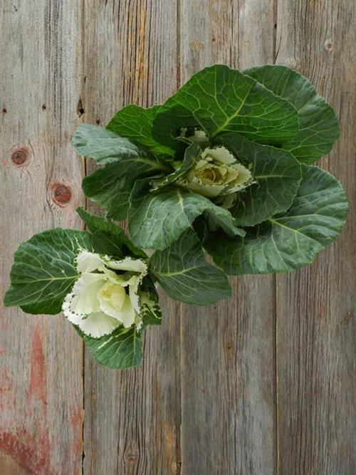 Wholesale White Kale Delivered Online | FlowerFarm
