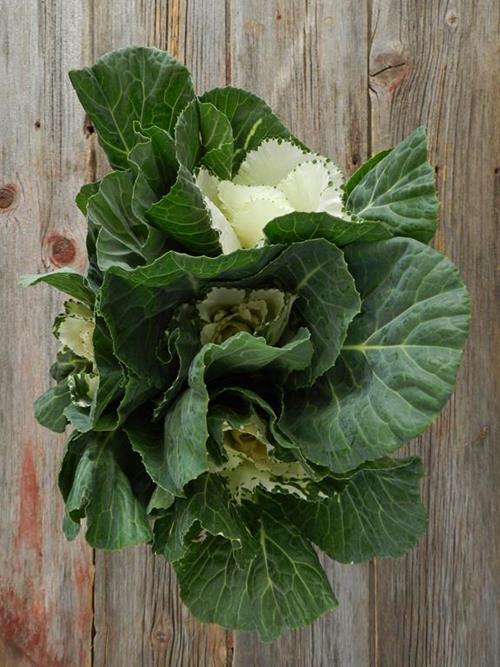 Wholesale White Kale Delivered Online | FlowerFarm