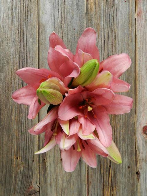 Wholesale Brindisi Pink La Hybrid Lily Bloom Delivered Online | FlowerFarm