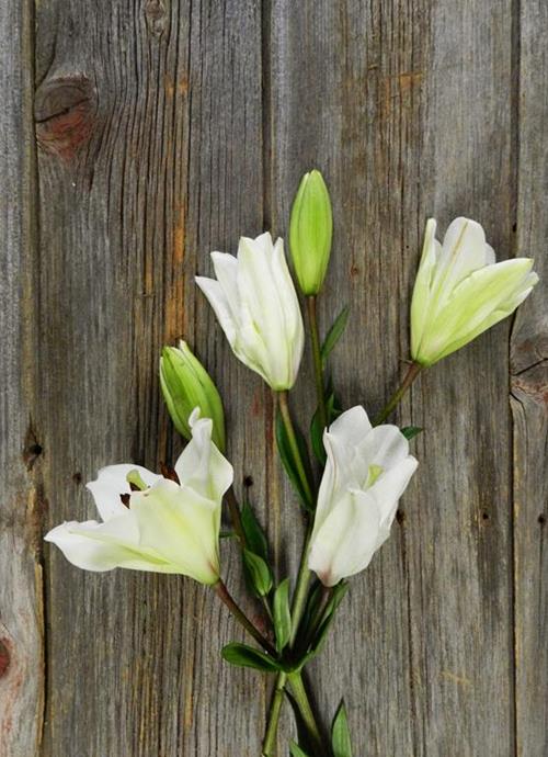 Wholesale Litouwen White L.A. Hybrid Lilies Delivered Online | FlowerFarm