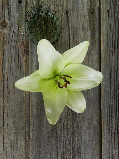 Wholesale White Flowers Online | FlowerFarm