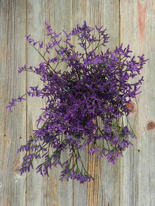 Wholesale 70- Limonium Blue Delivered Online | FlowerFarm
