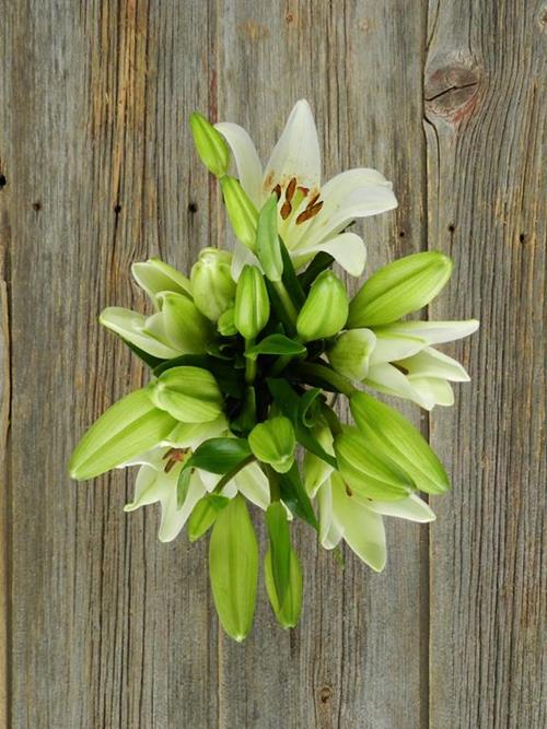 Wholesale Bach White La Hybrid Lilies Delivered Online | FlowerFarm