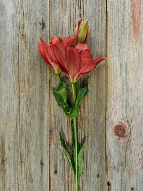 Wholesale Dynamix Red La Hybrid Lilies Delivered Online | FlowerFarm