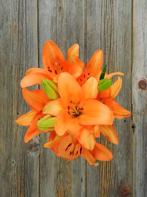 Wholesale Eremo Orange La Lily Delivered Online | FlowerFarm